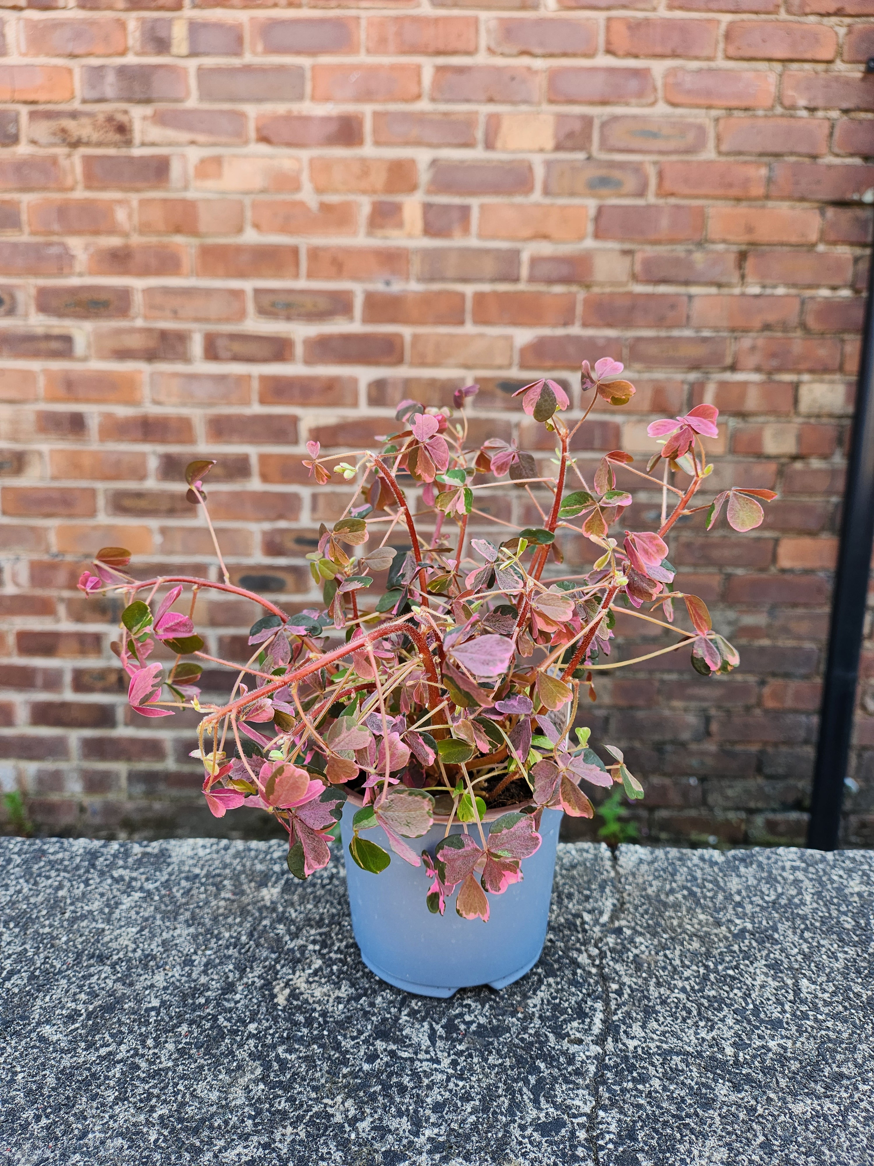 Oxalis Vulcan Crazy Plum – Green + Grounded