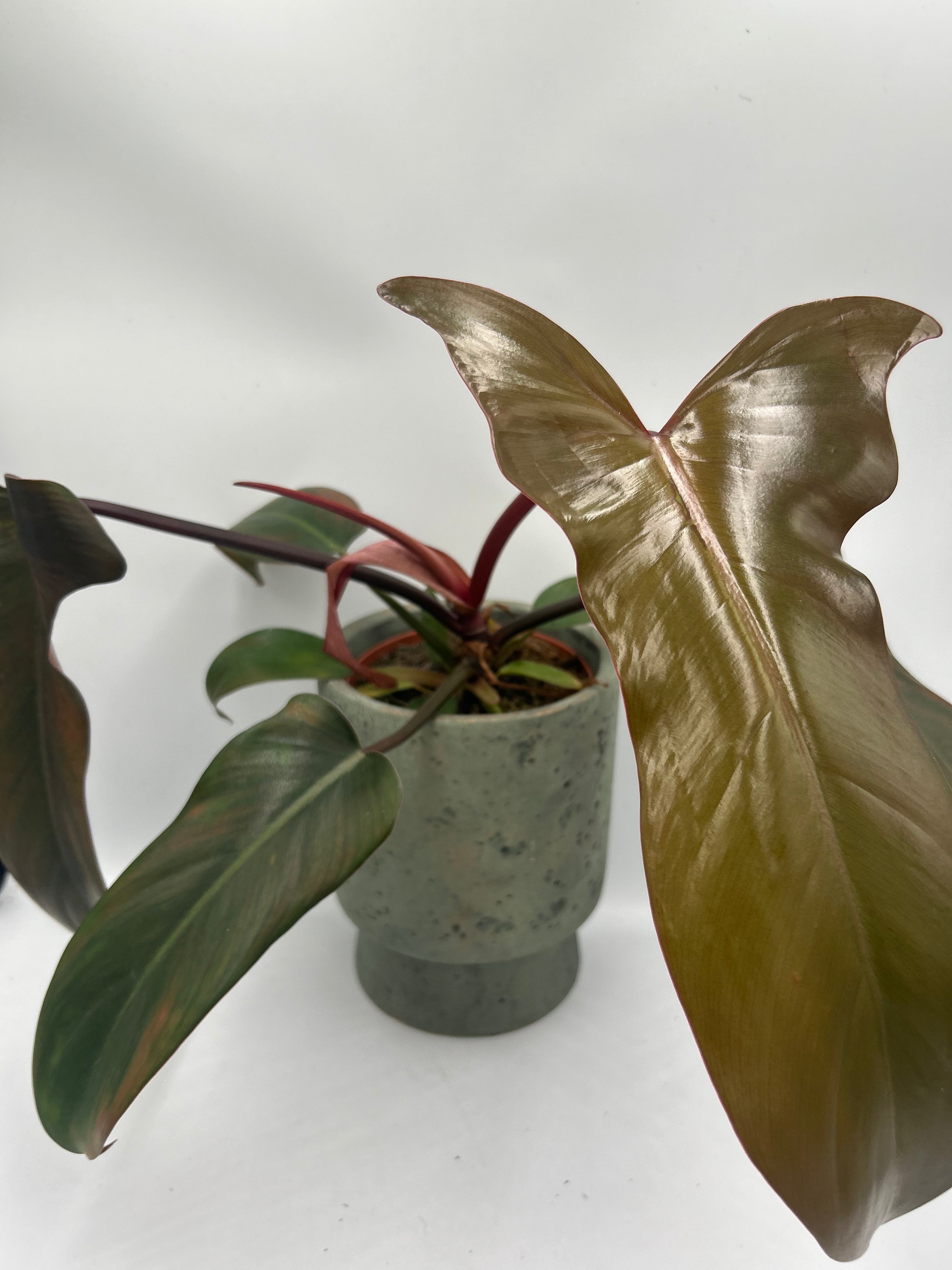 Philodendron Florida Bronze | Rare Tropical Plant – Green + Grounded