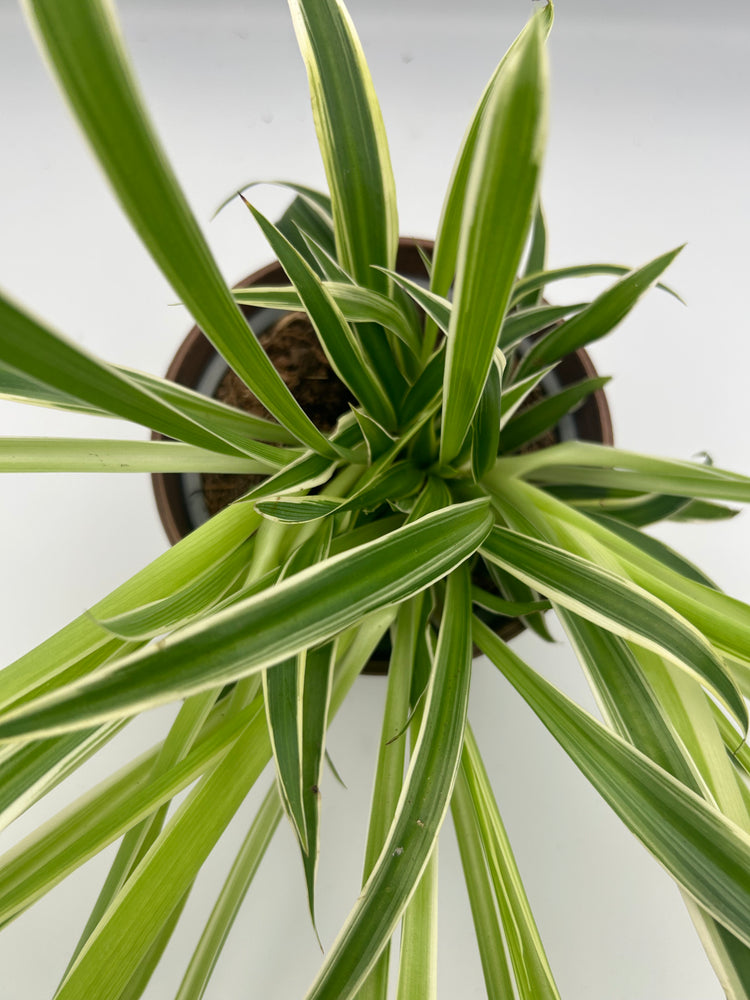 Chlorophytum comosum – Easy-Care Spider Plant | Green and Grounded ...