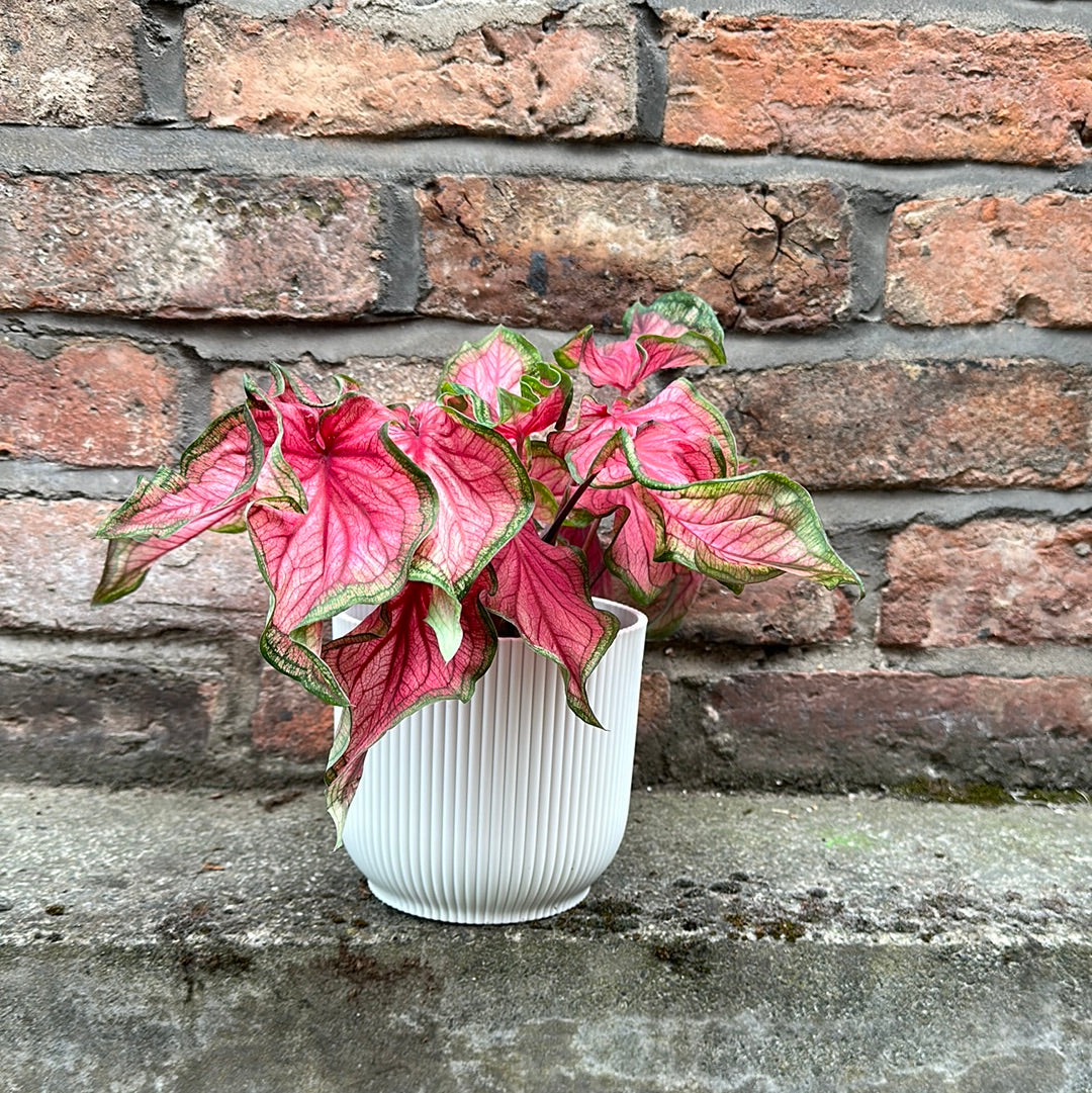 Caladium Splash of White – Bright White-Patterned Foliage | Green and ...