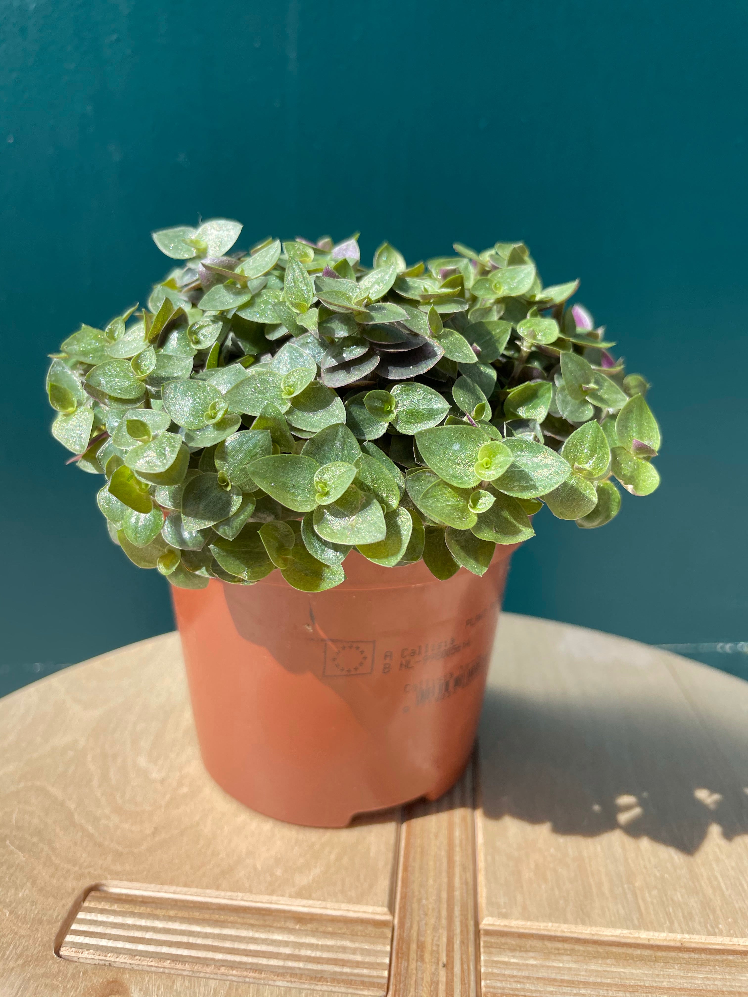 Callisia 'Turtle' – Compact Trailing Beauty | Green and Grounded ...
